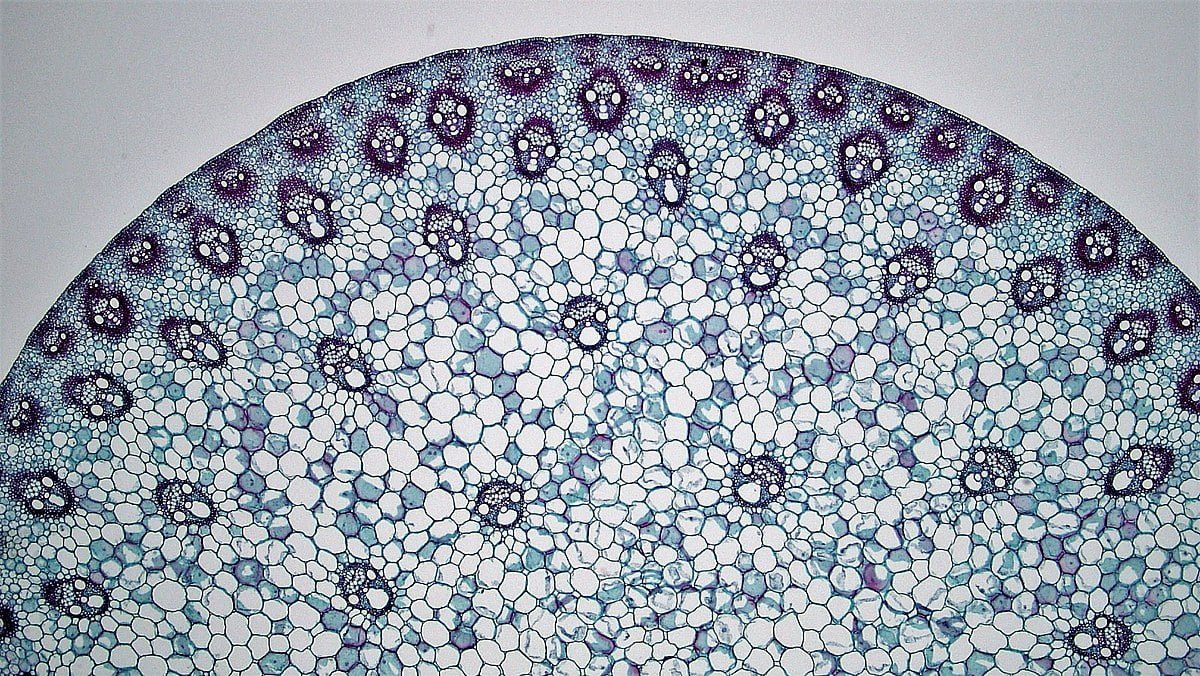 Internal Structure Of Monocot Stem - BioQuestOnline