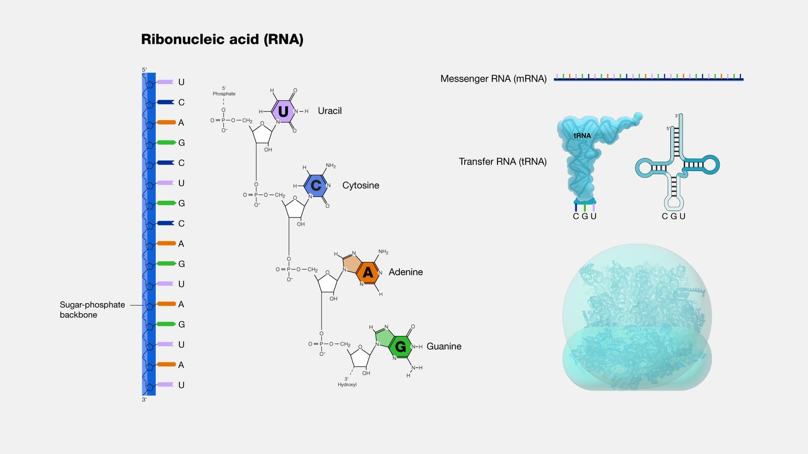 Structure And Functions Of RNA - BioQuestOnline