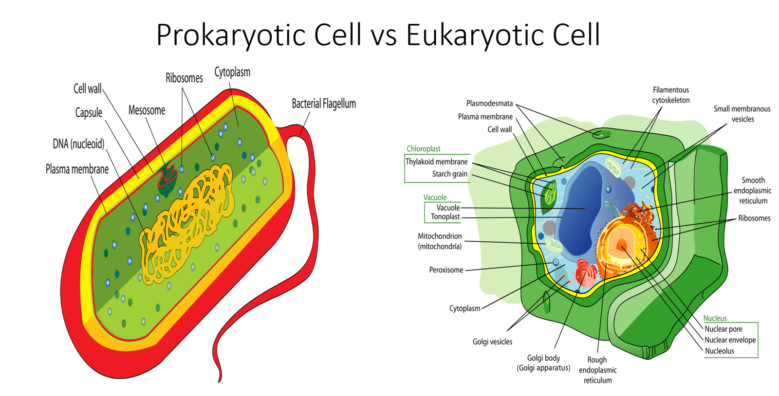 Difference Between Prokaryotic And Eukaryotic Cell (Prokaryotic Cell Vs ...