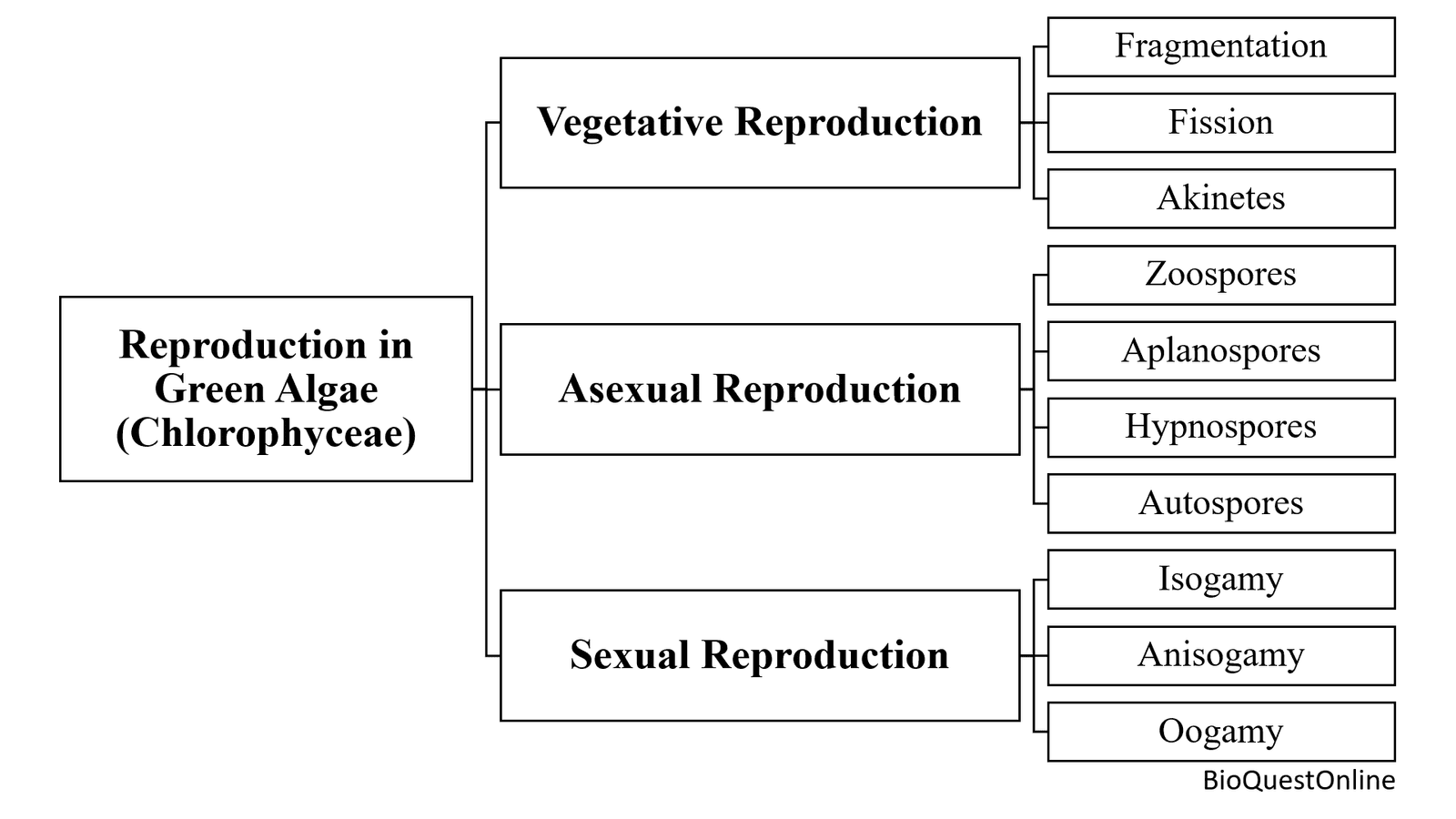 Reproduction In Green Algae (Chlorophyceae) - BioQuestOnline